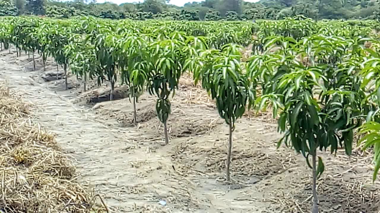 El Mango Kent - Reyes Gutiérrez